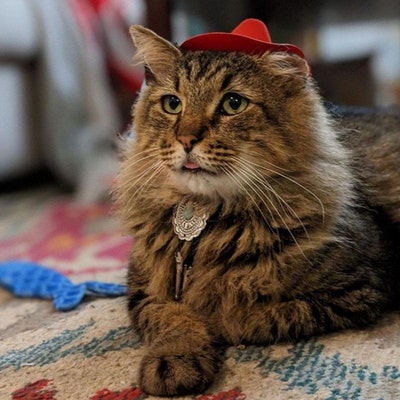 Red Cowboy Cat Hat for Your Cat - Etsy