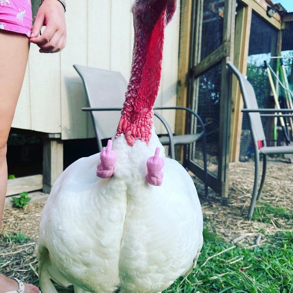 Middle Finger Muscle Arms for Chickens - Etsy