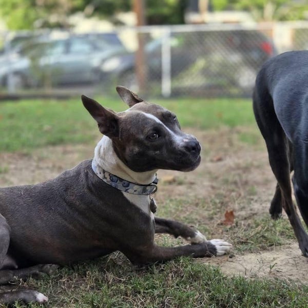 I Love You Smore Dog Collar, Sage Green, Martingale With Buckle ...