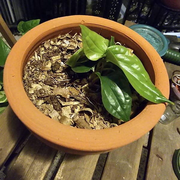 Philodendron Birkin Galaxy Starter Plant (ALL STARTER PLANTS Require ...