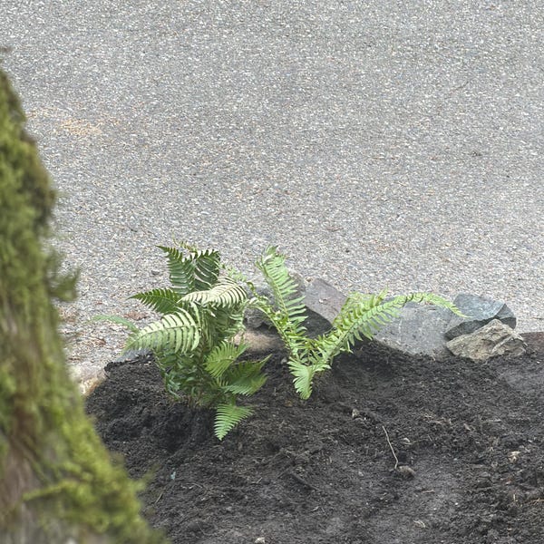 Western Sword Fern Organic Pnw Native Fern - Etsy