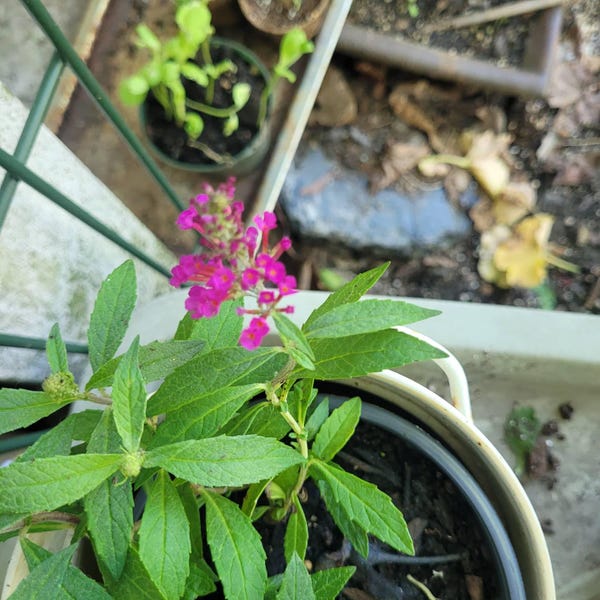 3 Salvia Nemorosa 'bumbleberry' Live Perennial Plants. Stunning Colors ...