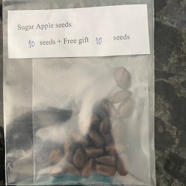 10 Sugar Apple Seeds, Annona Squamosa Seeds, Tropical Fruit Seeds ...