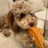 Samosa Plush Chew Toy for Pets - Etsy