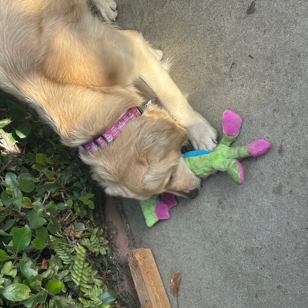 Saint Patrick's Day Shamrocks Dog Collar, Leash, or Matched Set....also ...