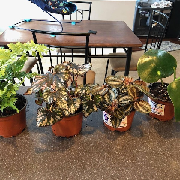 Houseplant Variety Pack (4 Plants) (4" Pots)*easy Care *assorted ...