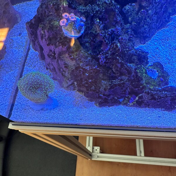 Bicolor Frogspawn Coral Frag Saltwater Aquarium Corals - Etsy