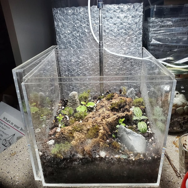 The Tiny Terrarium Kit | DIY Mini Bioactive Enclosure With Live Plants ...