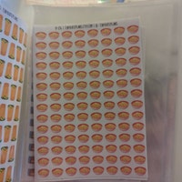 Green and Yellow Moth Stickers, Entomology Butterfly Insects Junk ...