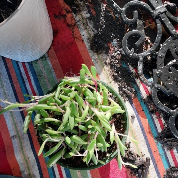 String of Little Pickles, Othonna Capensis ‘ruby Necklace’ in 2 Inches ...