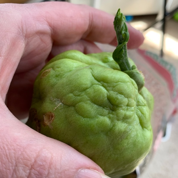 Chayote Squash(vegetable Pear/chow-chow/seeme Badinekai/seema Vankaya ...