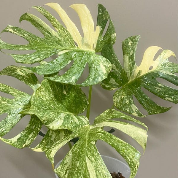 Nono Banana (musa Pink Variegated) Medium Size - Etsy