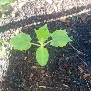 Cucamelon Seeds Heirloom, Open Pollinated, Non GMO Grow Indoors ...