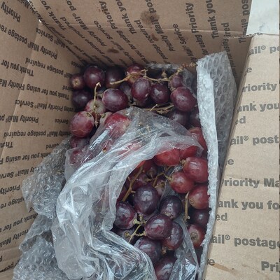 Negro Pepper/ Ethiopia Pepper/ Hwentia 60g 4536g - Etsy