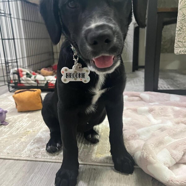 Design Your OWN Custom Pet Tag, Personalized, Custom Dog Tag, Resin Dog ...