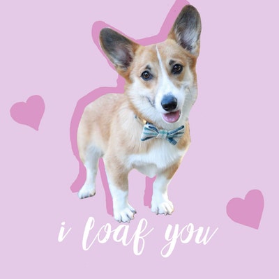 Grey Pitbull Pitty Plush Blanket MULTIPLE COLORS - Etsy