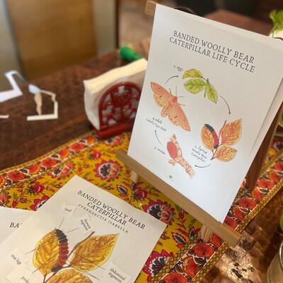 A Thing Called Snow Family Literature and Activity Guide Snow Nature ...