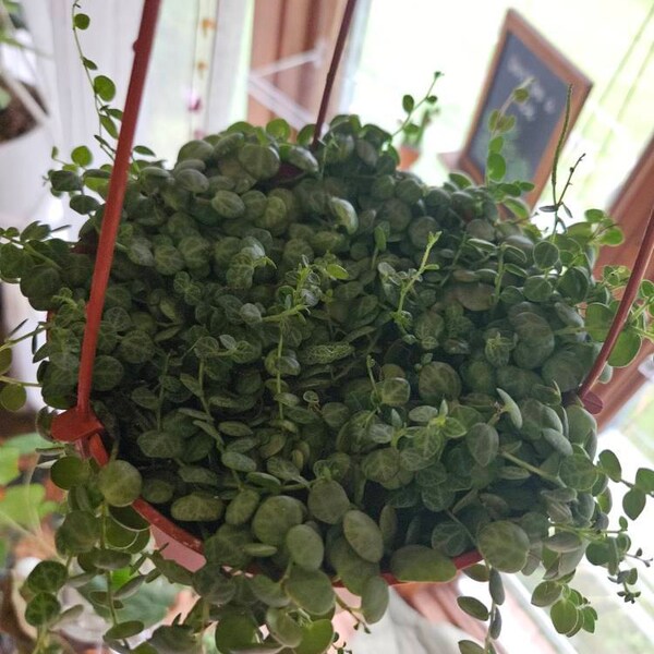 String of Turtles, Trailing Succulent, Hanging Plant, Home Decor Plant ...