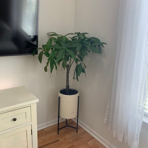 Giant Money Tree 2.5 Feet Tall - Etsy