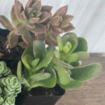 Thread Leaf Agave 4 Inch Live Succulent Plant Cactus - Etsy