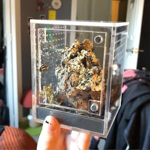 Deluxe Isopod Starter Kit Isopod Terrarium Kit for Isopods With Isopod ...