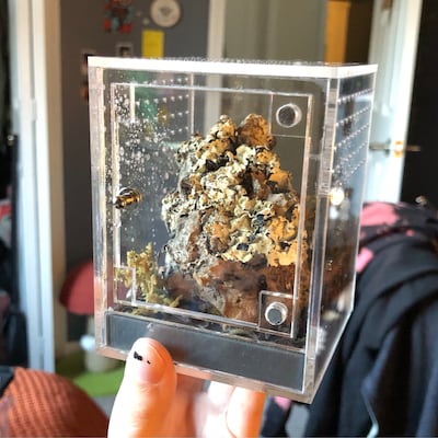 Deluxe Isopod Starter Kit Isopod Terrarium Kit for Isopods With Isopod ...