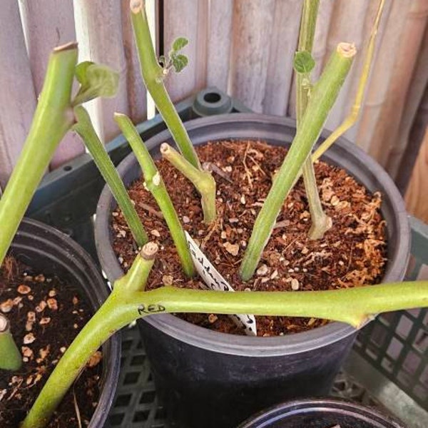 20 Seeds of the Rare Tamarillo Variety 'camo'. Tree Tomato. - Etsy