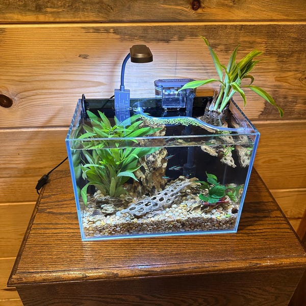 Aquarium Floating Plant Corral for Small Tanks With Low Surface Flow ...