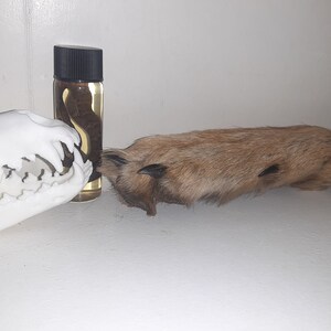 Freeze Dried Yak Feet for One Taxidermy Yak, Deer Antlers, Taxidermy ...