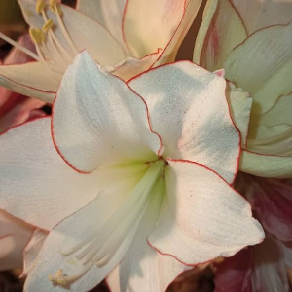 Italian Anemone Mistral Rosa Chiaro 10 Flower Bulbs From Easy to Grow ...