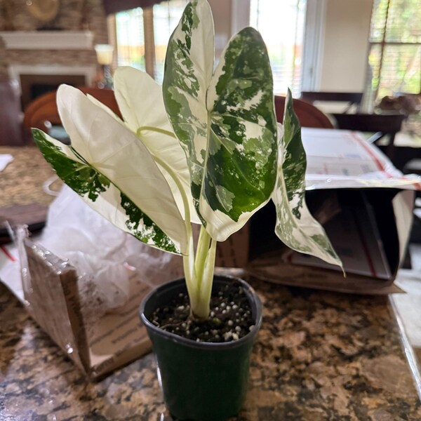 6” Variegated Devil’s Backbone Plant - Euphorbia Tithymaloides - Etsy