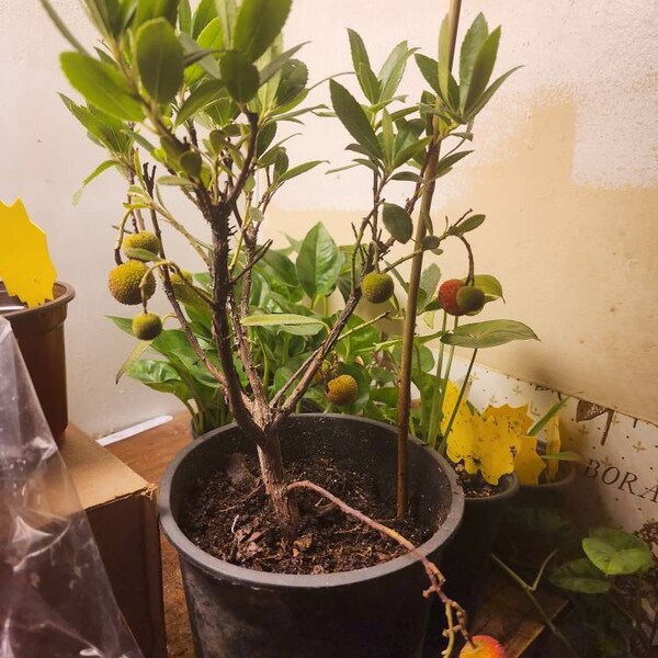 Dwarf Marina Strawberry Tree-1ft Tall Ship in 6" Pot - Etsy