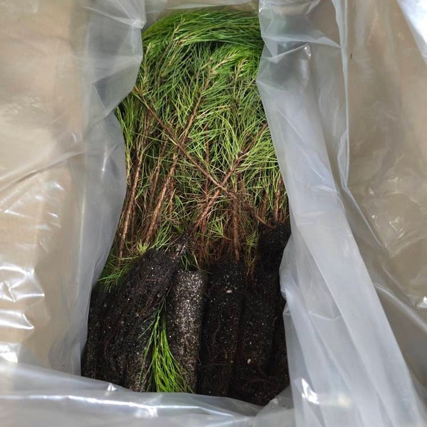 20 Loblolly Pine Tree Seedling Plugs - Etsy