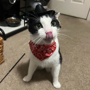 Mini-sized Graduation Cap Cat Hat for Your Cat FREE SHIPPING - Etsy