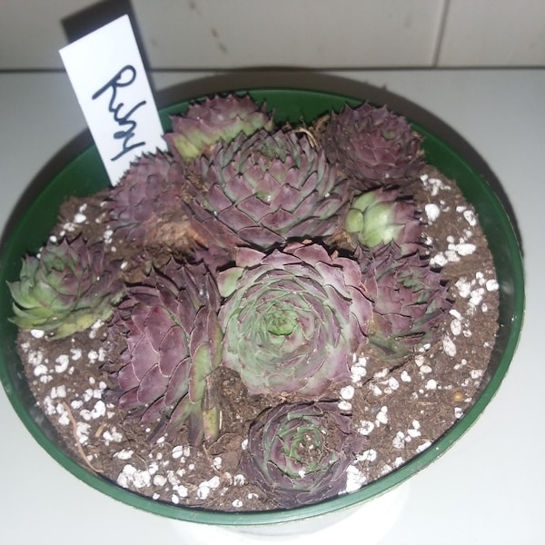 Hen and Chicks 'ruby Heart'- Awesome Red Halo in Center! - Succulent ...