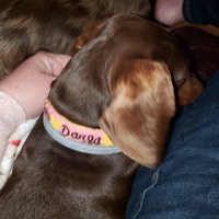 Velcro Dog Name Tag for Harness, Velcro Dog ID Tag, Custom ID for ...