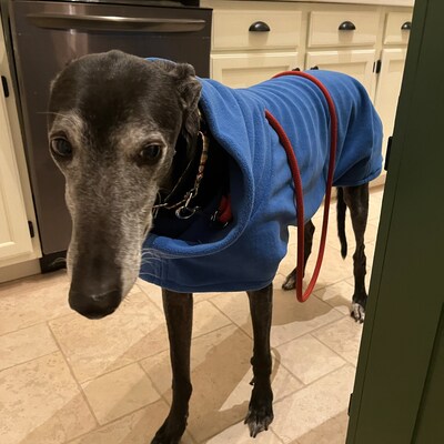 Greyhound Coat Plaid Dog Coat Dog Jacket Greyhound Clothing Fall Tartan ...