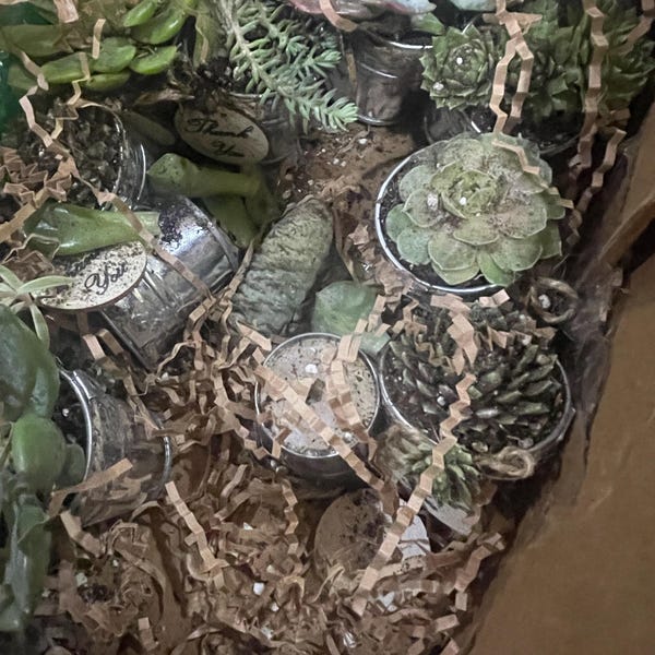 Mangave Maverick, Agave Hybrid, Agave X Manfreda, White Ceramic Pot, 4 ...