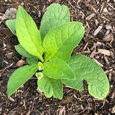Russian Comfrey Root Crown Split Bocking 14 - Etsy