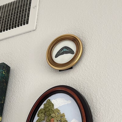 Extra Large Butterfly Dome 3 Black Butterflies Real Preserved Taxidermy ...