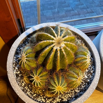 Balloon Cactus notocactus Magnificus - Etsy