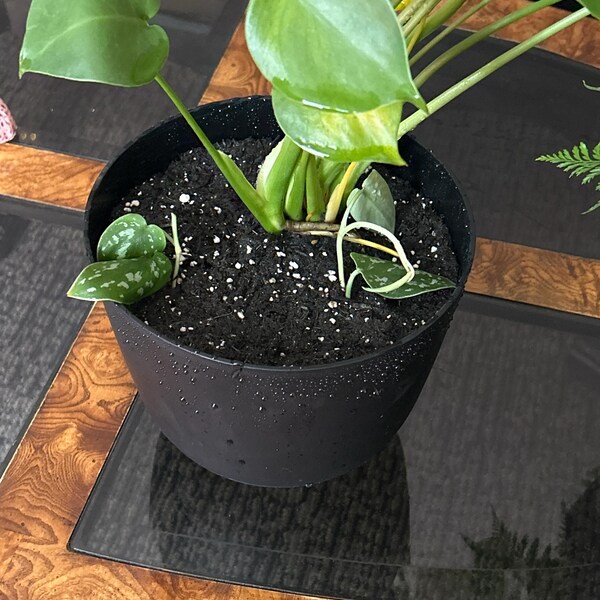 Monstera Deliciousa Live Indoor Plant, Easy Care Low Light Houseplant ...