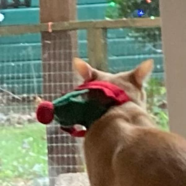 Elf Cat Hat. Christmas Cap for Cats and Kittens. Pet Photo Prop ...