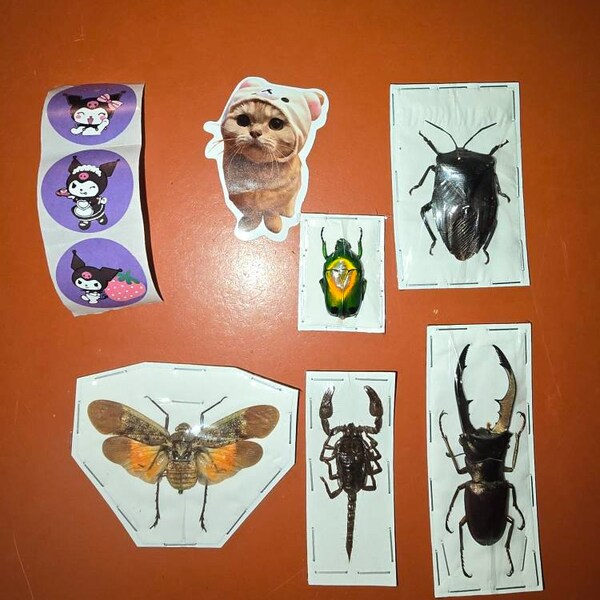 Assorted Bugs Insects Specimen Wholesale Mix Lot Bulk - Etsy