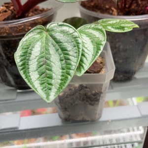 Peperomia Dragon Skin Starter Plant ALL STARTER PLANTS Require You to ...