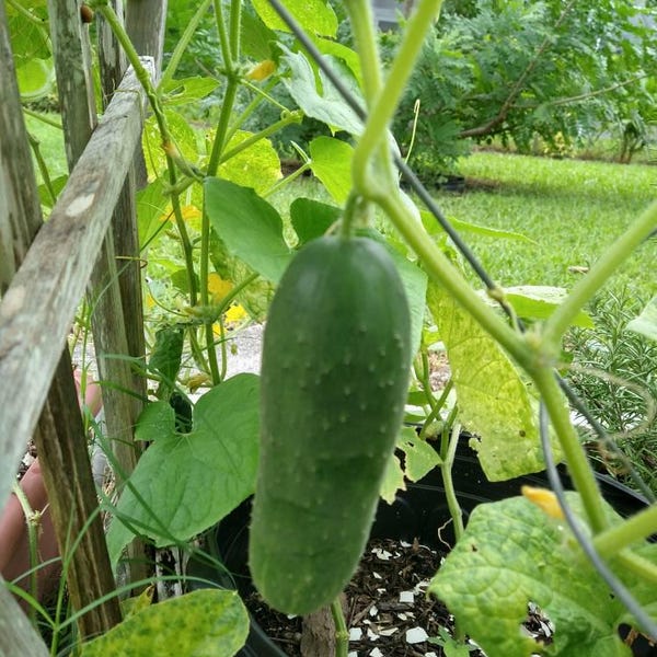 10x Seeds Giant Passionfruit Giant Granadilla, Rare, Exotic, Delicious ...