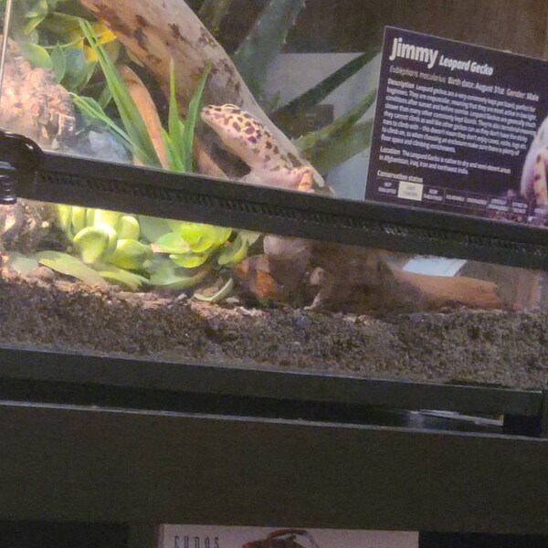 Reptile Enclosure Labels Leopard Gecko Information Sticker - Glossy ...