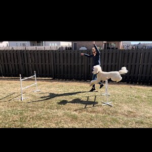 Dog Agility Equipment Construction Instruction Booklet - Etsy