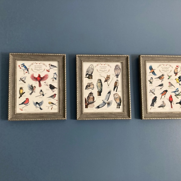 Educational Poster Winter Birds, Northern Cardinal, Titmouse, Chickadee ...