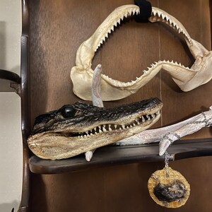 ALLIGATOR BONE DUST Voodoo Hoodoo Wicca Gothic Oddity - Etsy